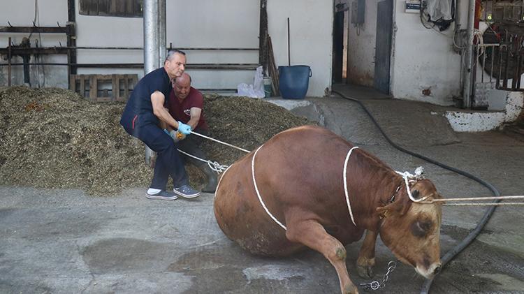 Rueff tekniği nedir, nasıl yapılır? Rueff bağı nasıl yapılır? Kurban en ...