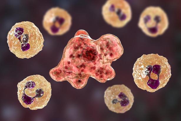 Beyin yiyen amip nedir, nerede bulunur, nasıl bulaşır? - Beden Sağlığı