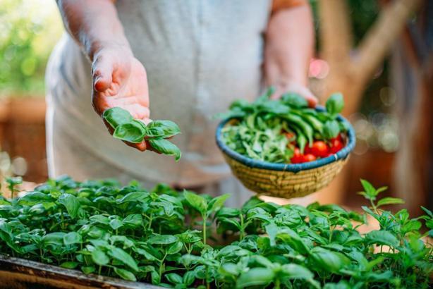 Reyhanın faydaları nelerdir, ne işe yarar? Reyhan bitkisi çayı, suyu ...