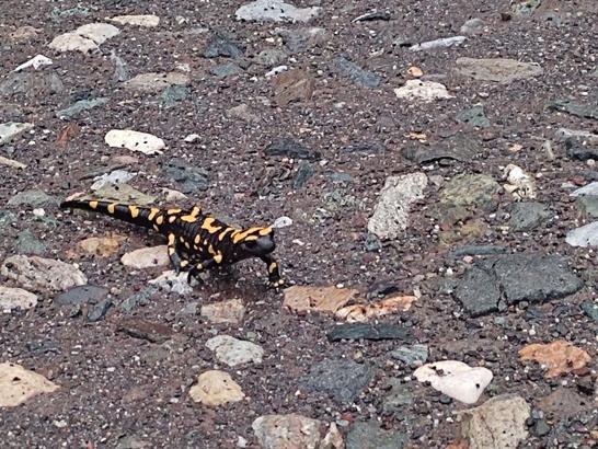 Türüne az rastlanan sarı benekli semender görüldü