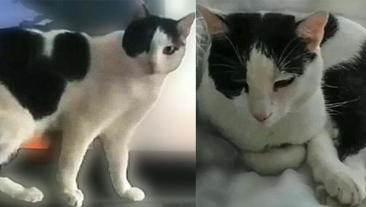 Tekir kedi literatüre girdi! Dünyada bir ilk - Gündem Haberleri