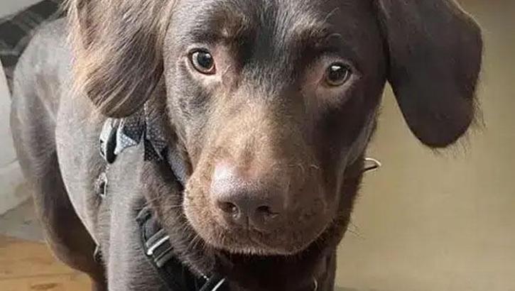 Sahibinin içkilerini içen köpek alkolik olunca tedavi edildi - Son ...
