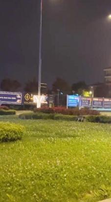 Aç kalan tilkiler kent merkezine indi - Bolu Merkez Haberleri