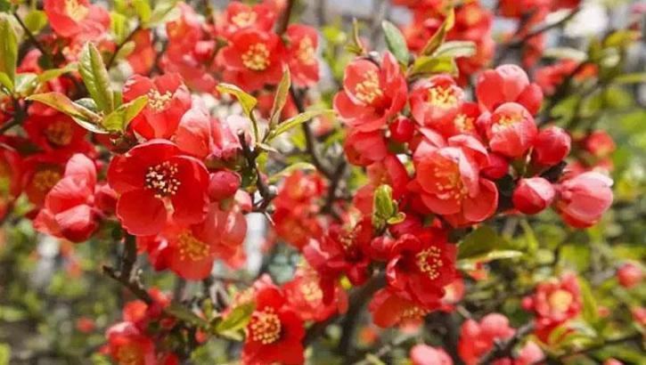 NAR ÇİÇEĞİNİN FAYDALARI NELERDİR? NAR ÇİÇEĞİ NASIL KULLANILIR, NE İŞE ...