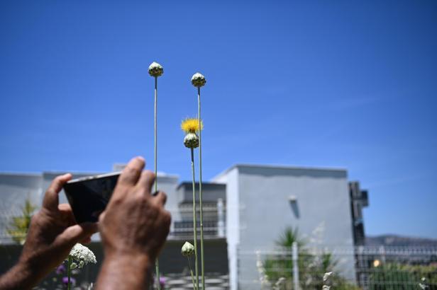 Kuşadası'nın 'Tülüşahları' çiçek açtı; koparmanın cezası 699 bin 245 ...