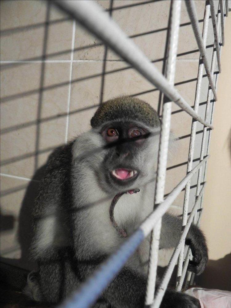 Firari maymun 'Charlie' 21 gün müşahede altında kalacak - Gündem Haberleri