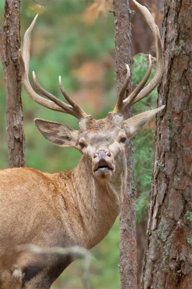 Kızıl geyikler Türkiye'de ilk kez görüntülendi - Sayfa 4