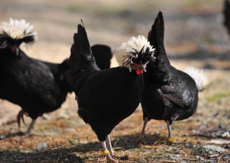 'Rahibe fizan' tavuk cinsi, ilginç görünümüyle dikkat çekiyor - Gündem ...