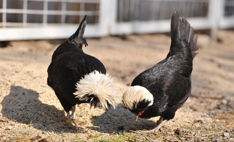 'Rahibe fizan' tavuk cinsi, ilginç görünümüyle dikkat çekiyor - Gündem ...