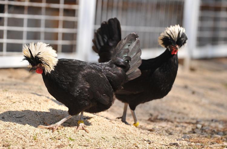 'Rahibe fizan' tavuk cinsi, ilginç görünümüyle dikkat çekiyor - Gündem ...