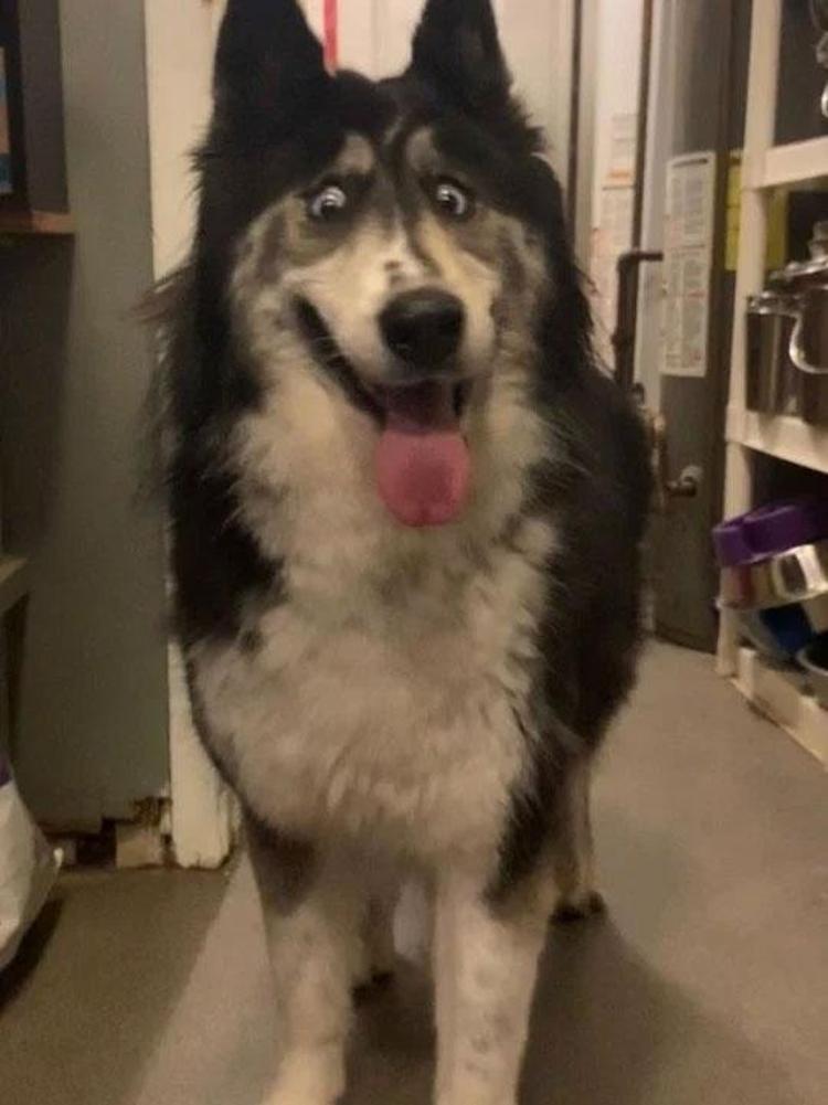 Şaşı köpeği sahiplenmek için 150 kişi başvurdu