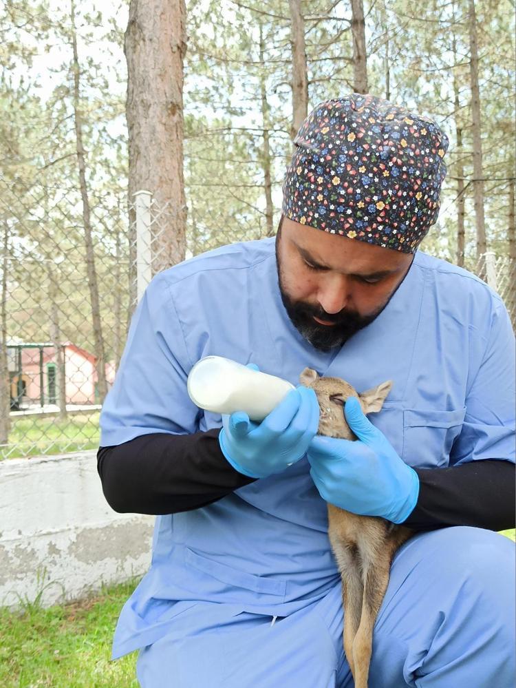 Yavru karaca hayvan barınağının maskotu oldu