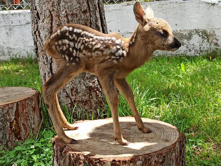 Yavru karaca hayvan barınağının maskotu oldu