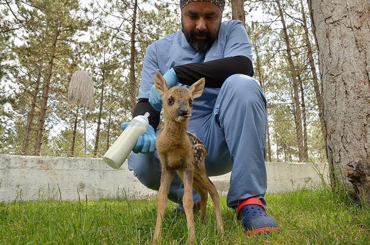 Yavru karaca hayvan barınağının maskotu oldu