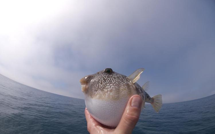 Balon balığı nedir, yenir mi, zehirli mi? Balon balığı evde beslenir mi?