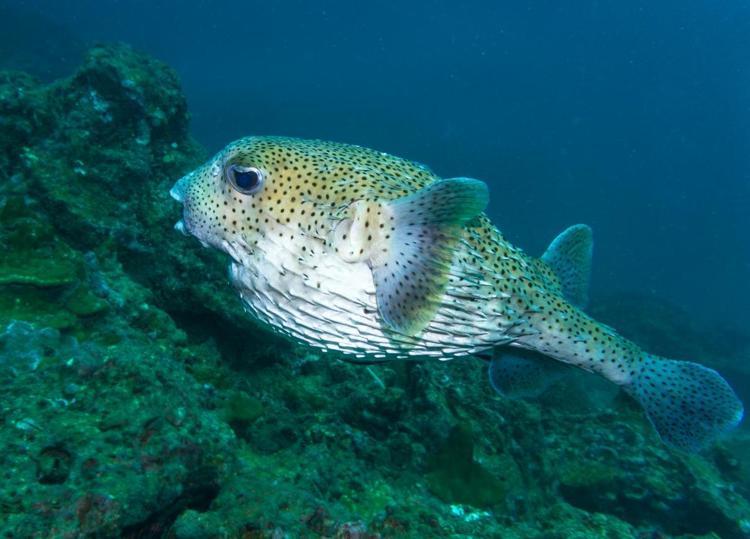 Balon balığı nedir, yenir mi, zehirli mi? Balon balığı evde beslenir mi?
