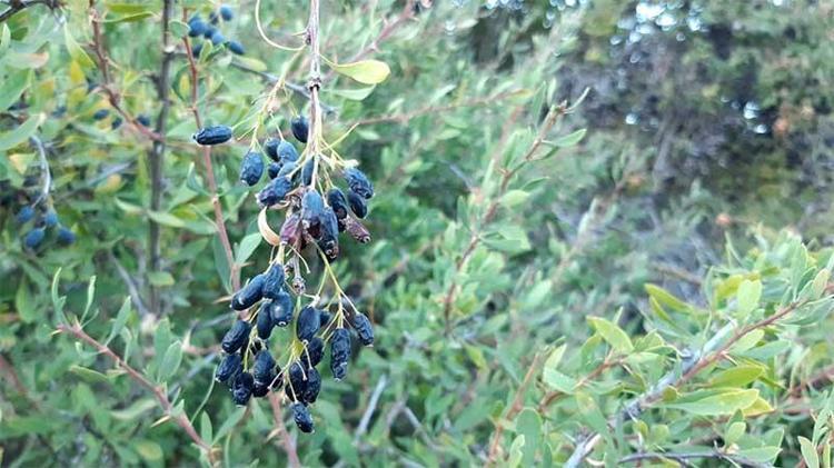 Karamuk bitkisinin sağlığa faydaları saymakla bitmiyor - Beden Sağlığı ...