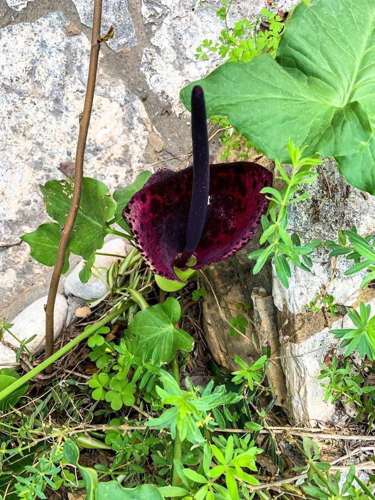 Dünyanın en ilginç bitkileri