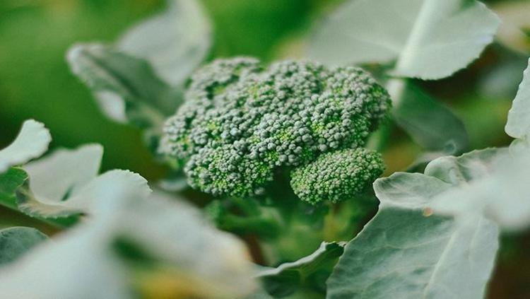 Evde kendi organik brokolinizi yetiştirin - Pratik Bilgiler - Sayfa 2