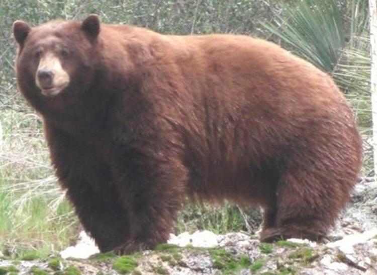 Şişman hayvanlar - Son Dakika Magazin Haberleri