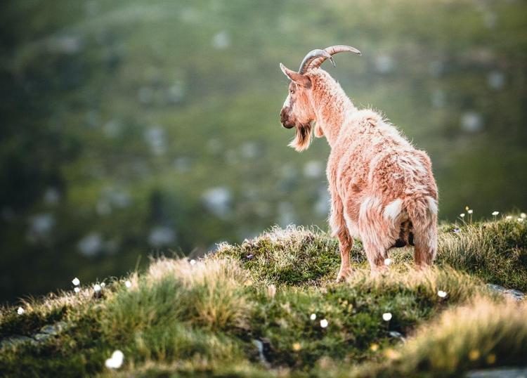 Van'ın Saray ilçesinde nesli koruma altında olan yaban keçileri ...