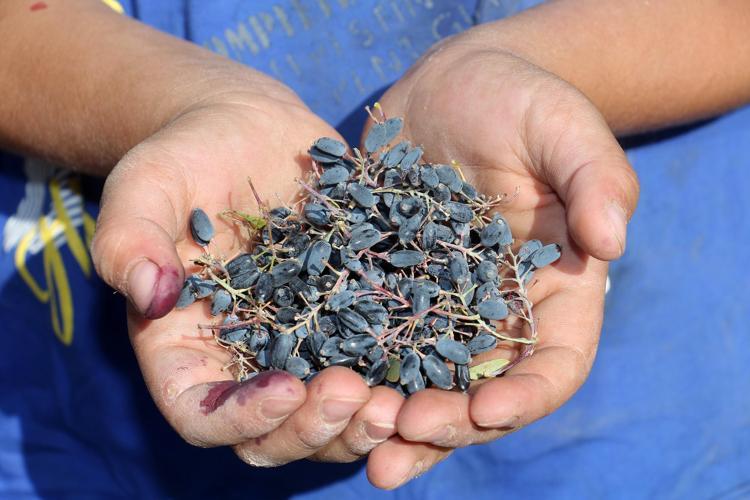 Karamuk bitkisi kanser hücreleri üzerinde sitotoksik etki oluşturuyor ...