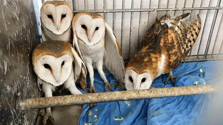 Kütahya’da sağlık kontrolleri yapılan 4 peçeli baykuş doğaya salındı