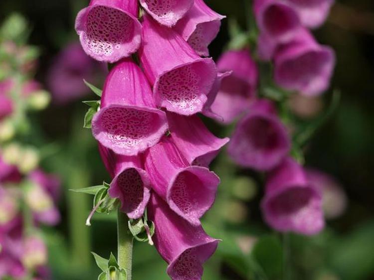 Türkiye İlaç ve Tıbbi Cihaz Kurumu uyarıyor! Şifa zannediyoruz ama ölüm ...