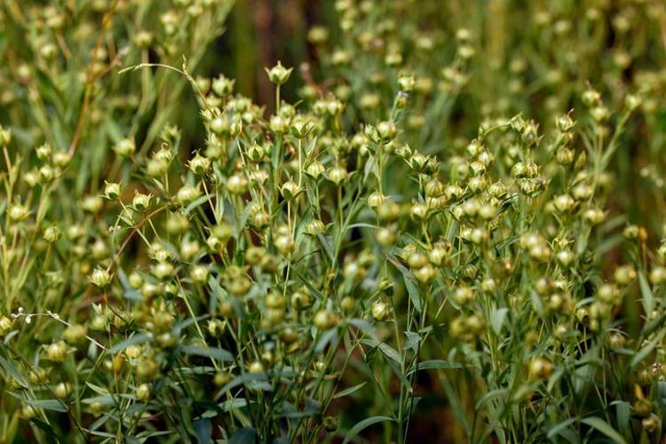 Türkiye İlaç ve Tıbbi Cihaz Kurumu uyarıyor! Şifa zannediyoruz ama ölüm ...