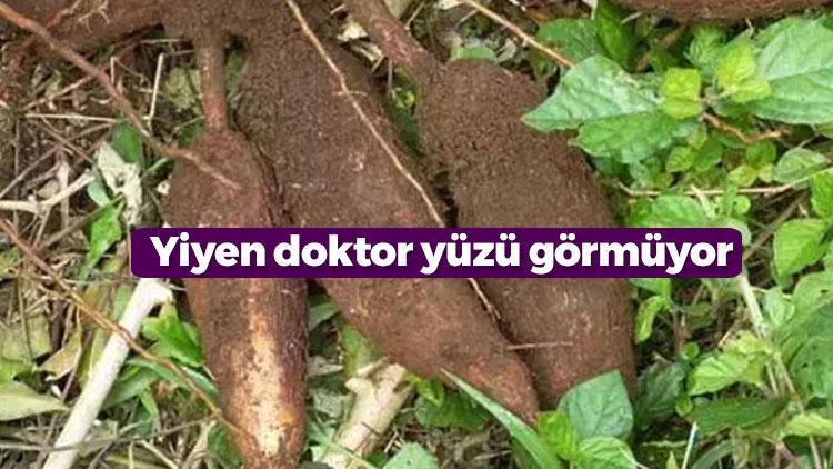 ALTINDAN BİLE DEĞERLİ! Türkiye'de değer görmüyor: Bir tek ölüme çaresi ...