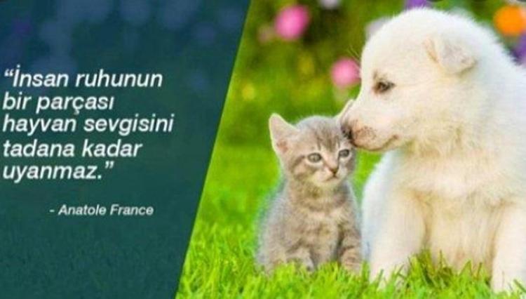 4 Ekim Hayvanları Koruma Günü mesajları ve sözleri 2023: Facebook ...