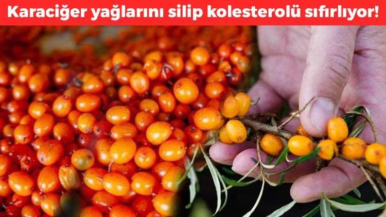 Doğadaki bilinen tek Omega-7 kaynağı! Ruslar kapış kapış alıyor ...