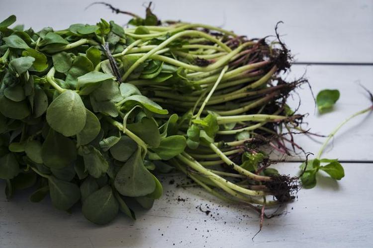 Masterchef semizotu salatası tarifi! Semizotu salatası nasıl yapılır ...
