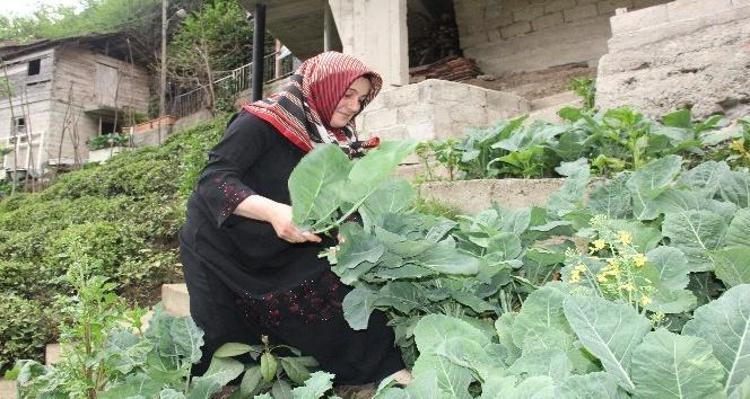 Turşusu yemeğinden daha faydalı! Osman Müftüoğlu'nun favori sebzesi: 1 ...