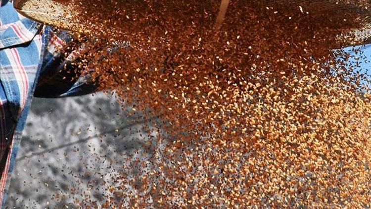 Susamı yıllarca yanlış yemişiz! Besin değerini 2 kat artırıyor: Tam bir ...