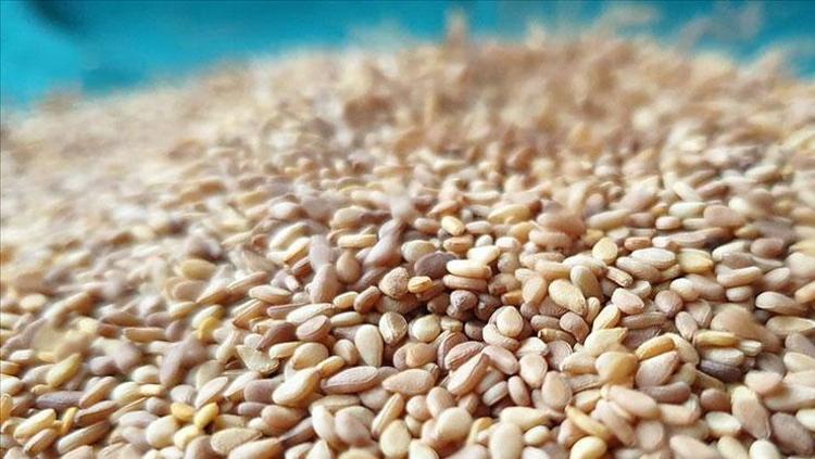 Susamı yıllarca yanlış yemişiz! Besin değerini 2 kat artırıyor: Tam bir ...