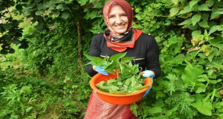Yol kenarından toplayıp kurutun! Ege'de gıcık otu olarak biliniyor ...