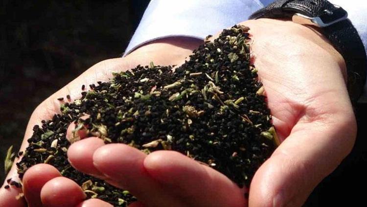 Çörek otunu yıllarca yanlış yemişiz! Vücut için bulunmaz nimet ...