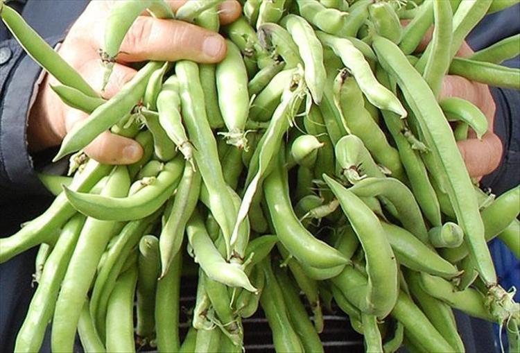 Pazardan 2 kilo bakla alanlar yaşadı - Yemek Tarifleri