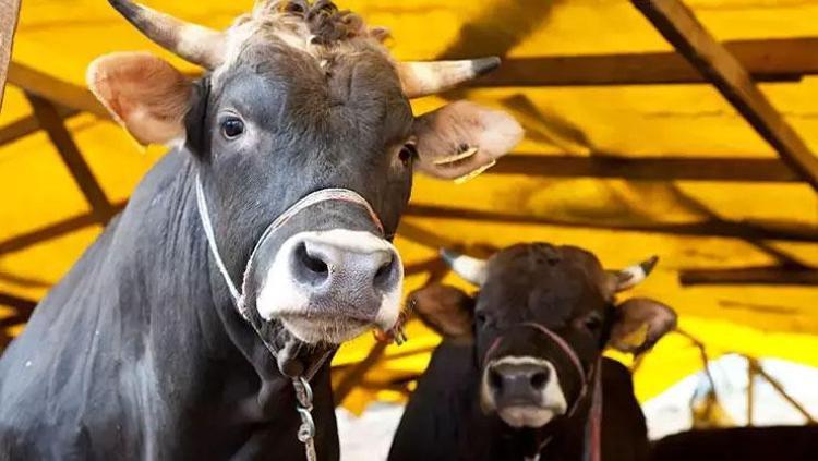 KURUMSAL KURBAN BAYRAMI MESAJLARI: Patrona, çalışma arkadaşlarına ...