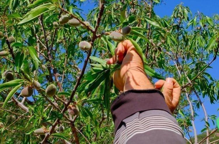 Safra taşı oluşumunu engelliyor! Vücuttaki iltihaplanma seviyesini ...