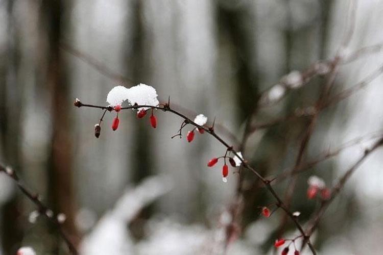 Değerini Ruslar biliyor! Doğanın mucizesi: 7 saatte toplanan bu meyve bedava antikor üretiyor ...