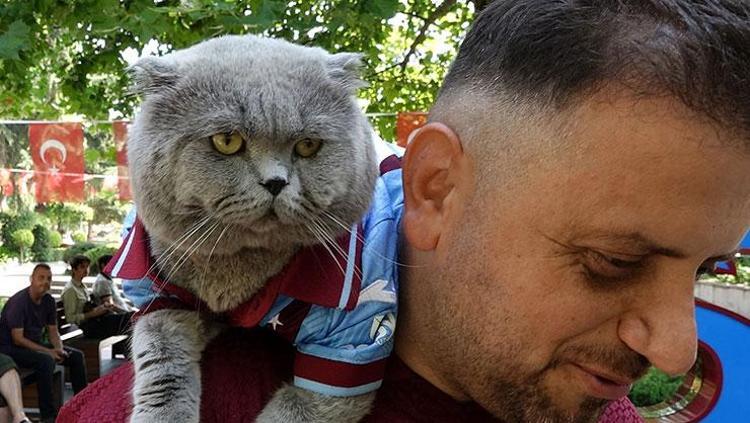 Fanatik kedi Tom'a vize çıktı! Trabzonspor taraftarı olarak stadyumda ...