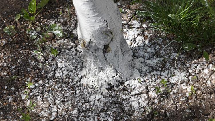 Bahçıvanların yüzlerce yıllık sırrı: Aralık ayında ağacınıza kül serpin ...