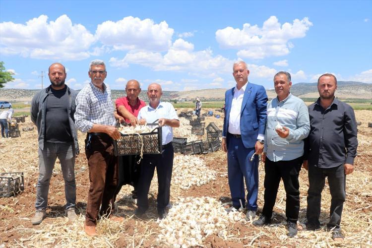 Araban Ovası'nda alın teri mesaisi başladı! Tarlada 60, markette 200 TL ...