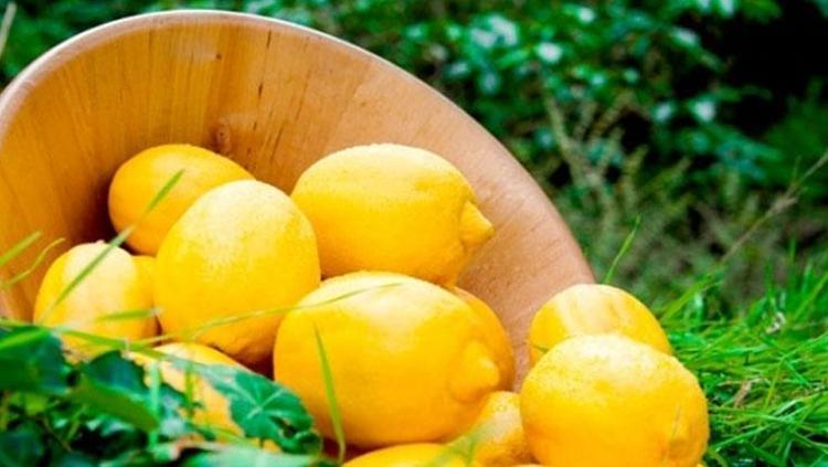 En kaliteli limon nasıl seçilir? Bu detayı gözden kaçıran pişman oluyor ...