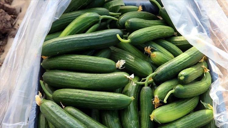 Salatalık kabuklarının bilinmeyen faydası! Herkes soyup çöpe atıyor ama ...